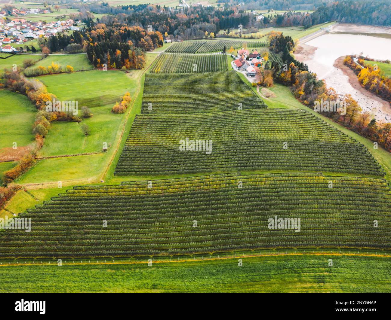 Aerial view of apple orchard in the countryside Stock Photo - Alamy