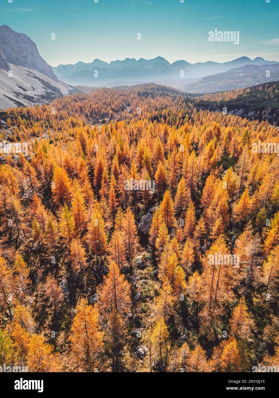 Vertical photo of orange autumn forest in the valley of Triglav ...