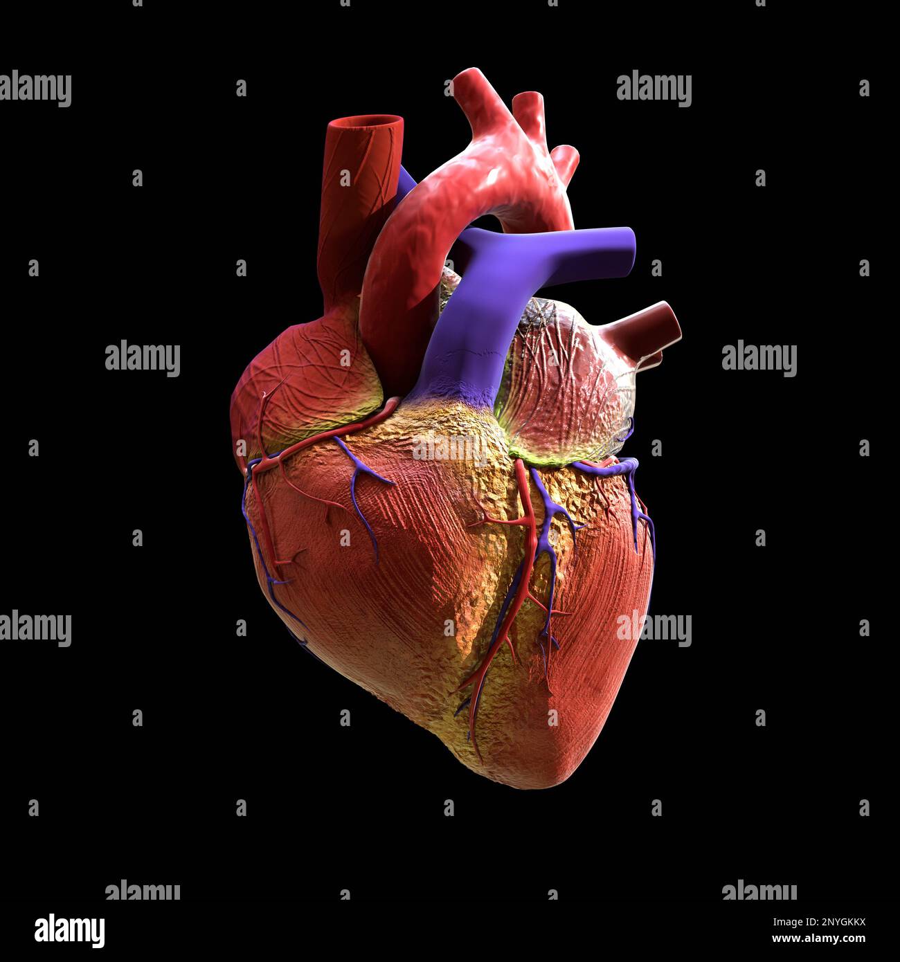human heart isolated on black background 3d illustration Stock Photo ...