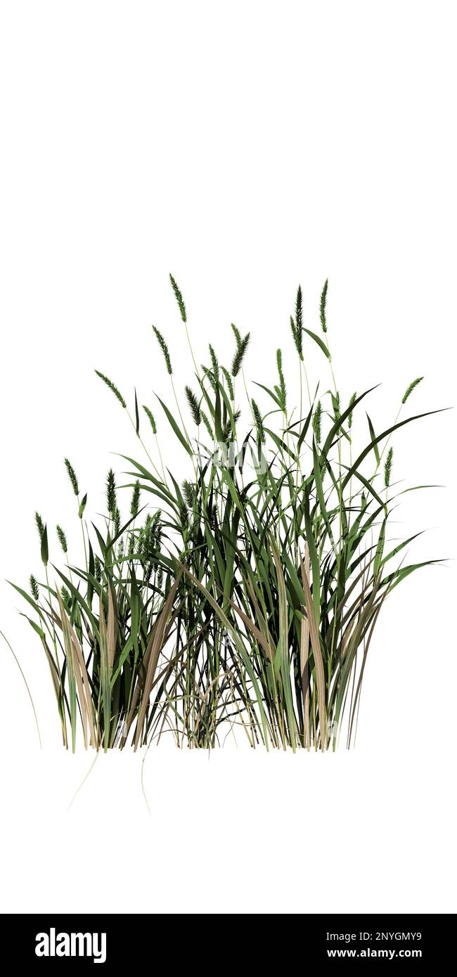 Tall bush grass Cut Out Stock Images & Pictures - Alamy