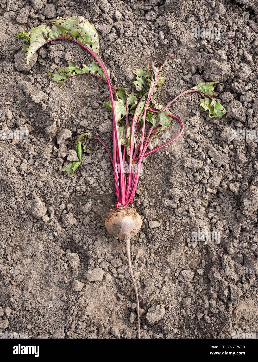 Ripe red beetroot laying on the ground top view. Ingathering. Vegetable ...