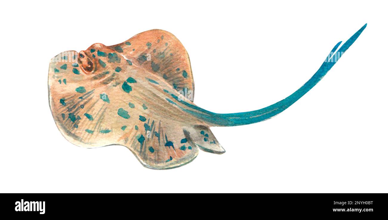 A spotted cute stingray with a blue tail isolated on a white background ...