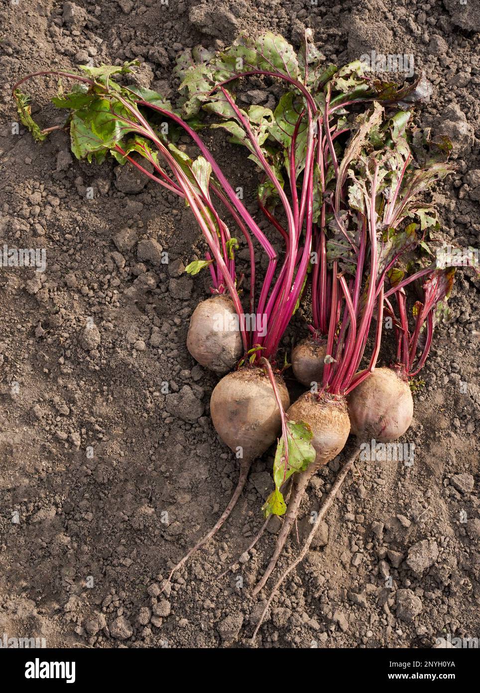 Ripe red beetroot laying on the ground top view. Vegetable background ...