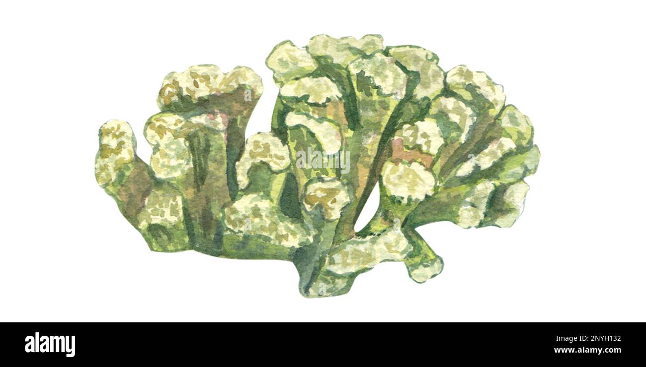Green underwater coral isolated on a white background. Watercolor ...
