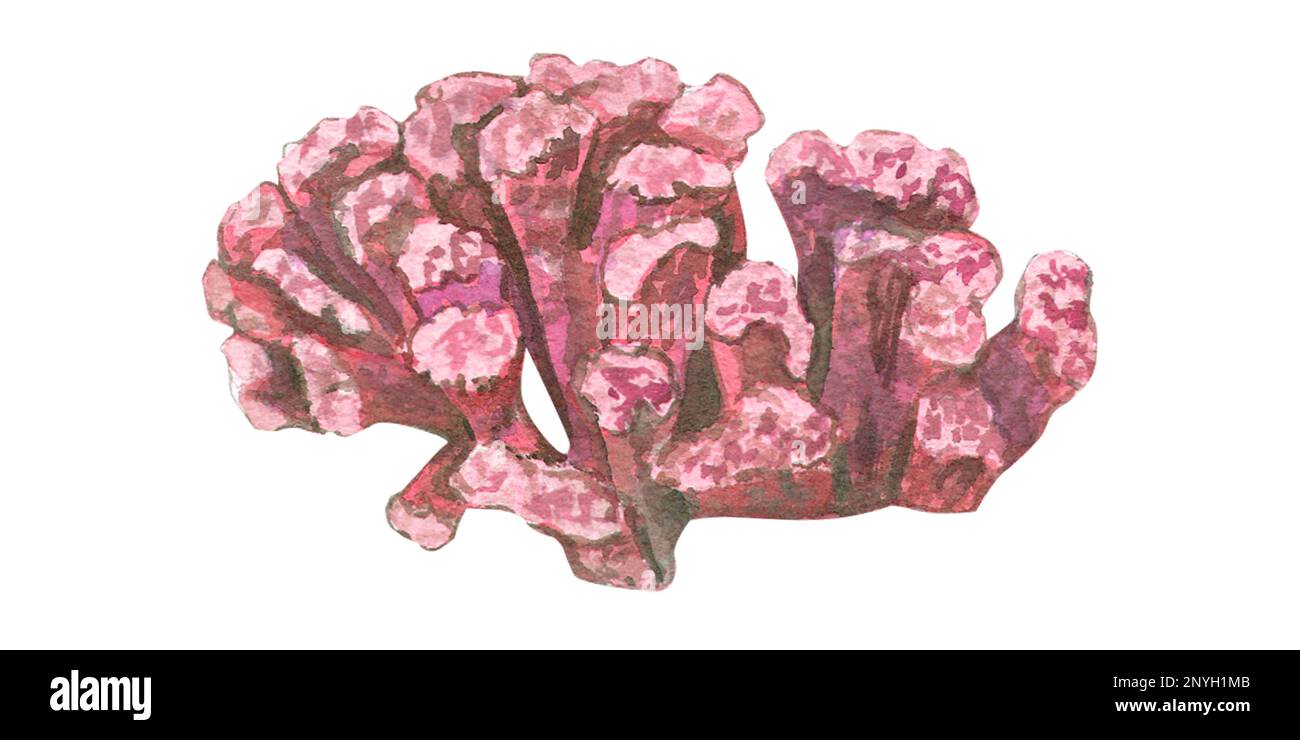 Pink underwater coral isolated on a white background. Watercolor ...