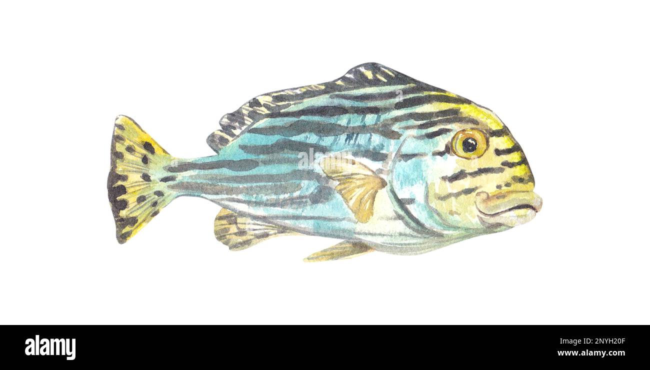 Striped blue-green tropical fish isolated on a white background ...