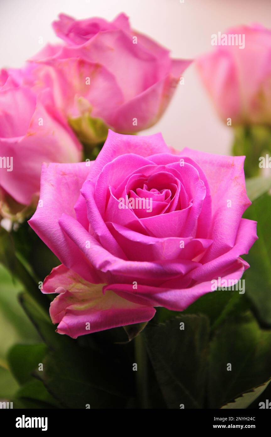 Mothers roses hi-res stock photography and images - Alamy