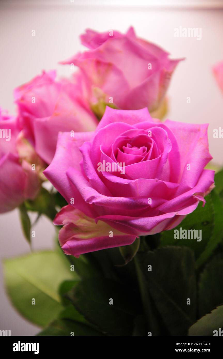 Mothers roses hi-res stock photography and images - Alamy