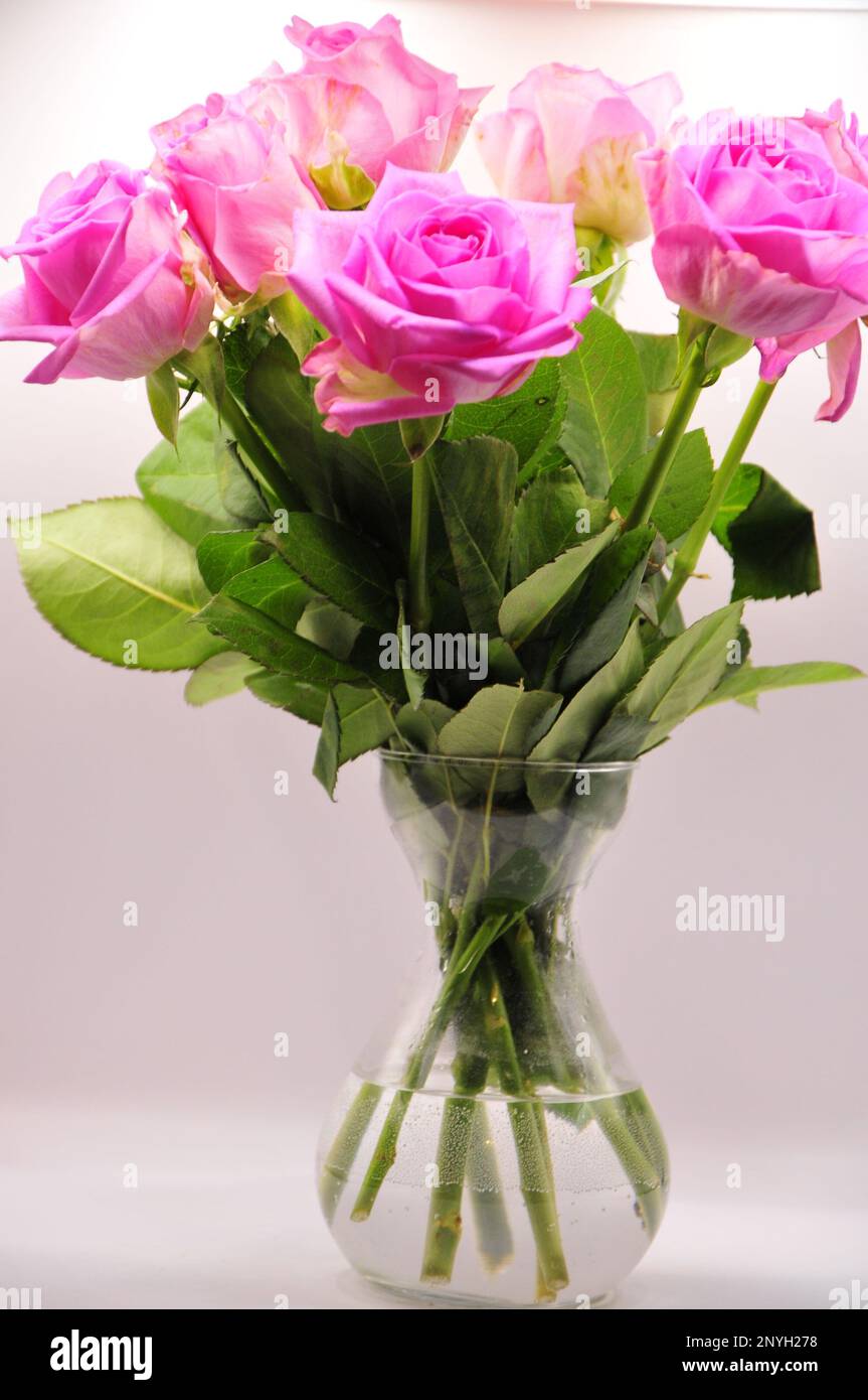 Pink Roses in the studio Stock Photo - Alamy