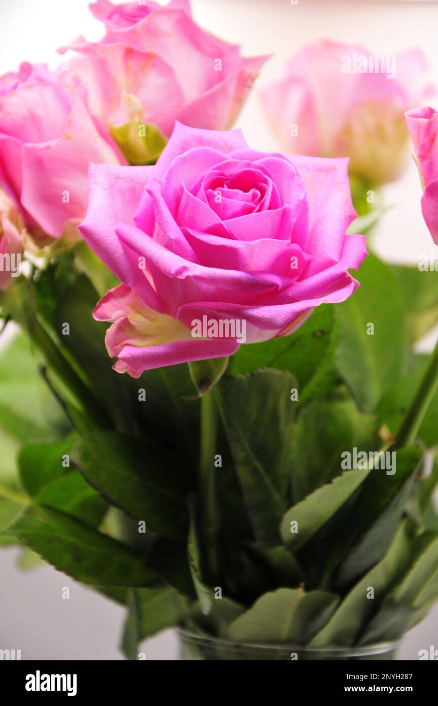 Mothers roses hi-res stock photography and images - Alamy