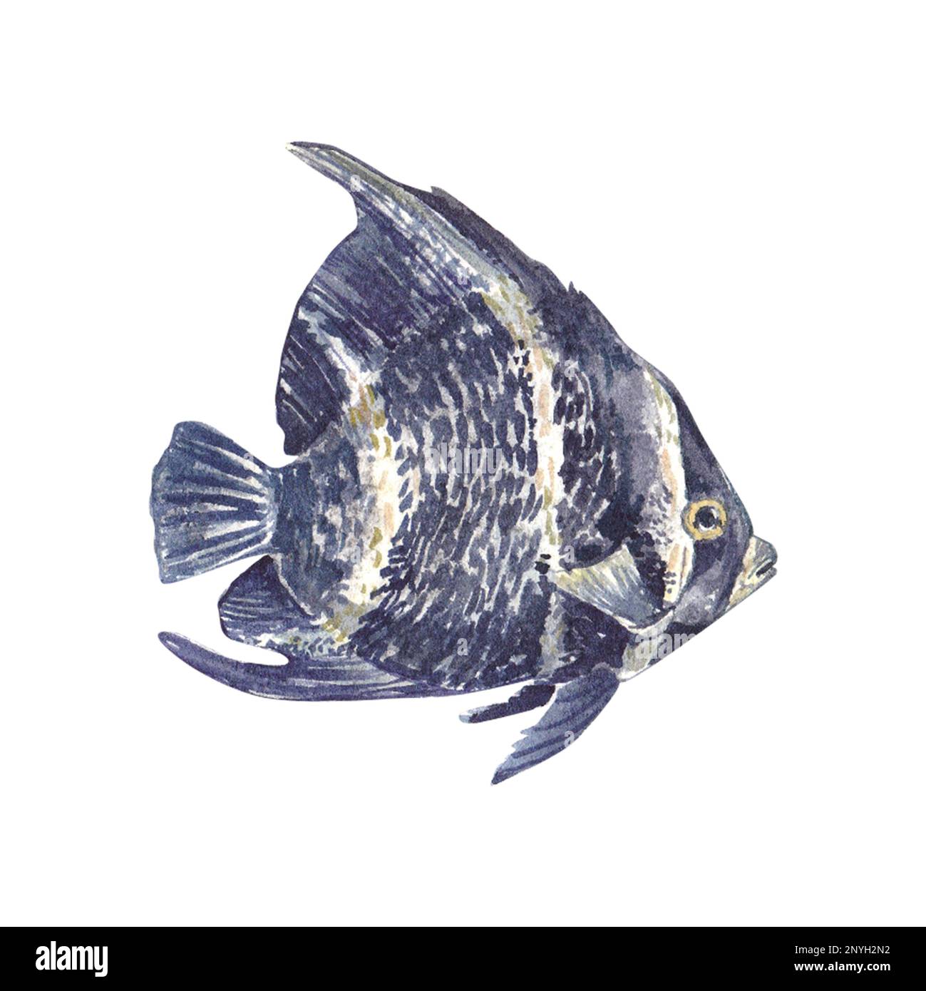 Tropical fish is black with spots isolated on a white background ...