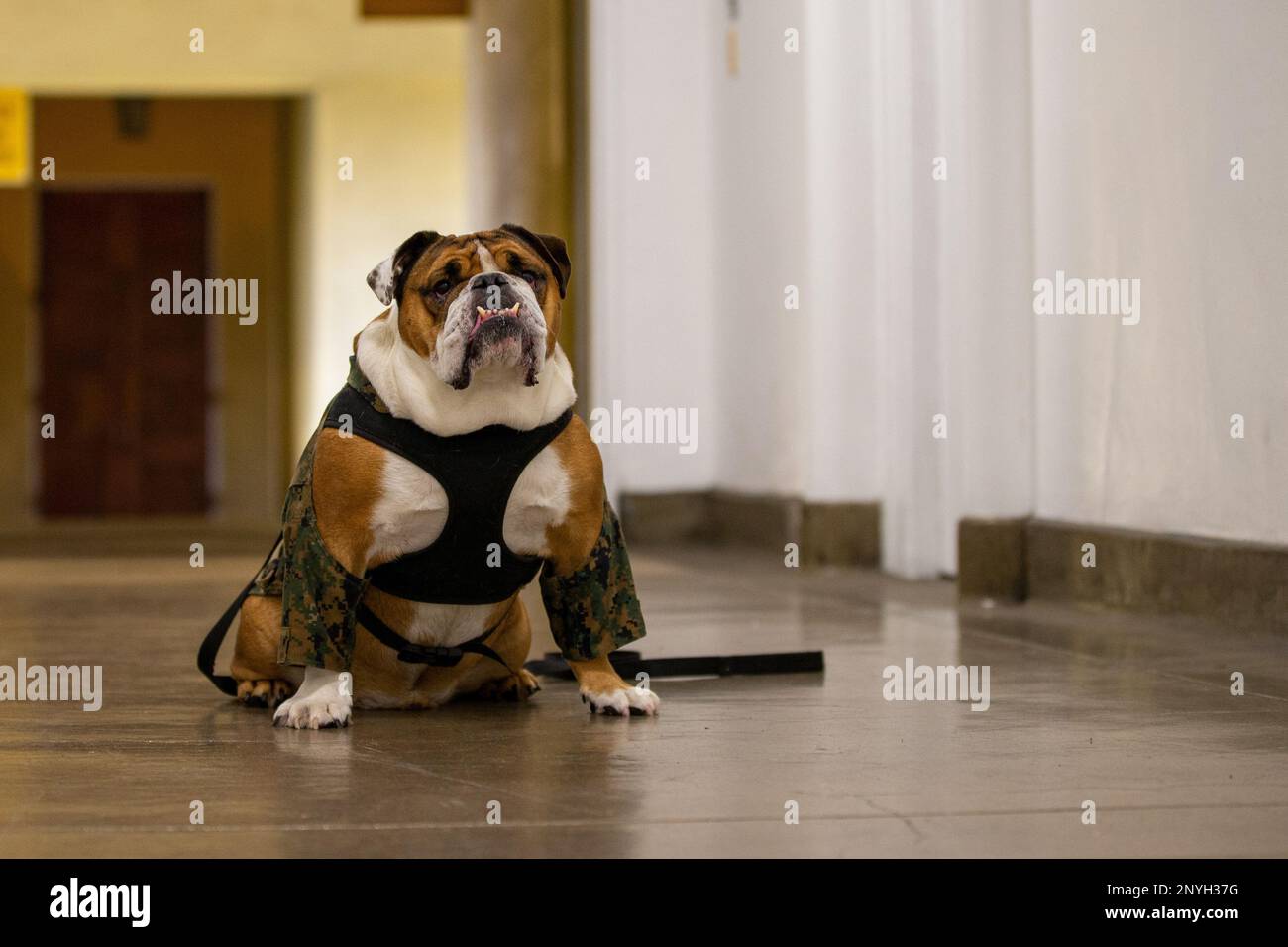 U.S. Marine Corps Cpl. Manny, the mascot of Marine Corps Recruit Depot ...