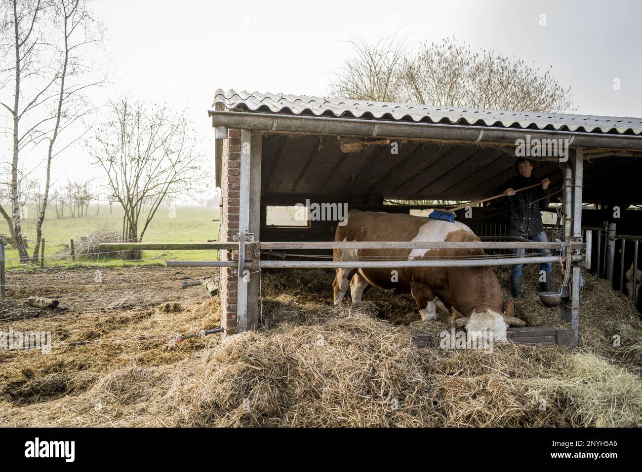 HALLE - The bull is being brushed at the biodynamic farm Bronkhorst ...
