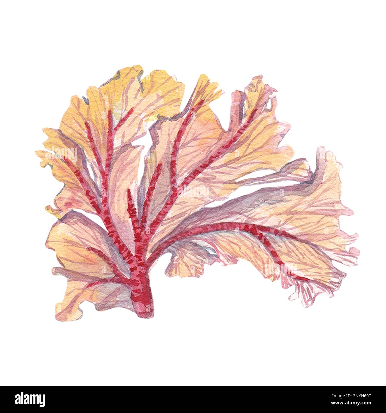 Pink large coral isolated on a white background. Watercolor ...