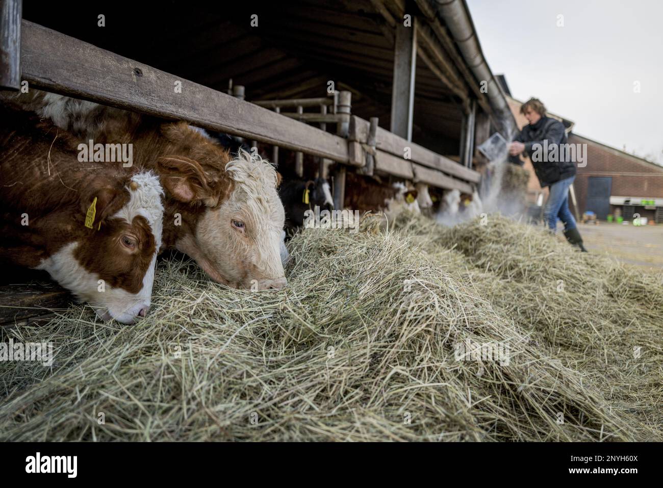 HALLE - Calves get hay at biodynamic farm Bronkhorst. The cows may keep ...