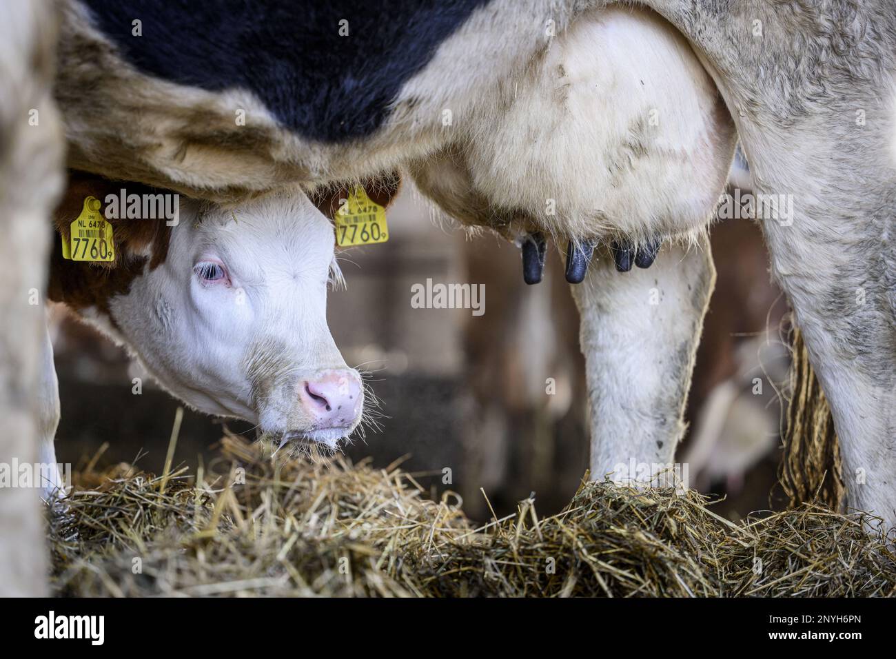 HALLE - Cows are standing with calves in the barn at biodynamic farm ...