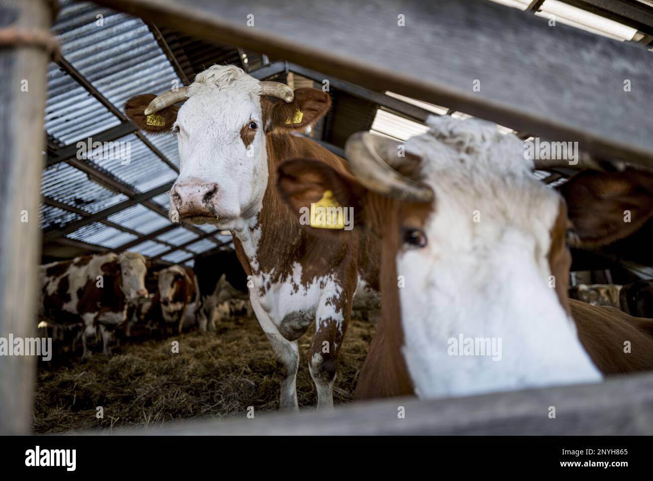 HALLE - Cows are standing with calves in the barn at biodynamic farm ...