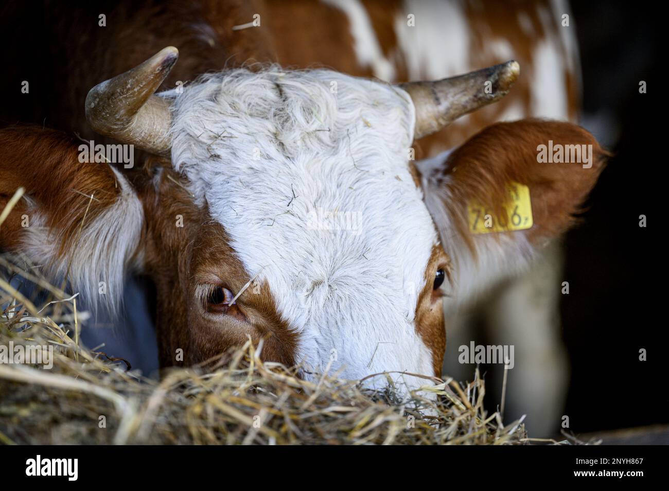 HALLE - Cows are standing with calves in the barn at biodynamic farm ...