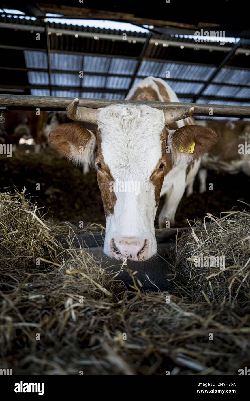 HALLE - Cows are standing with calves in the barn at biodynamic farm ...