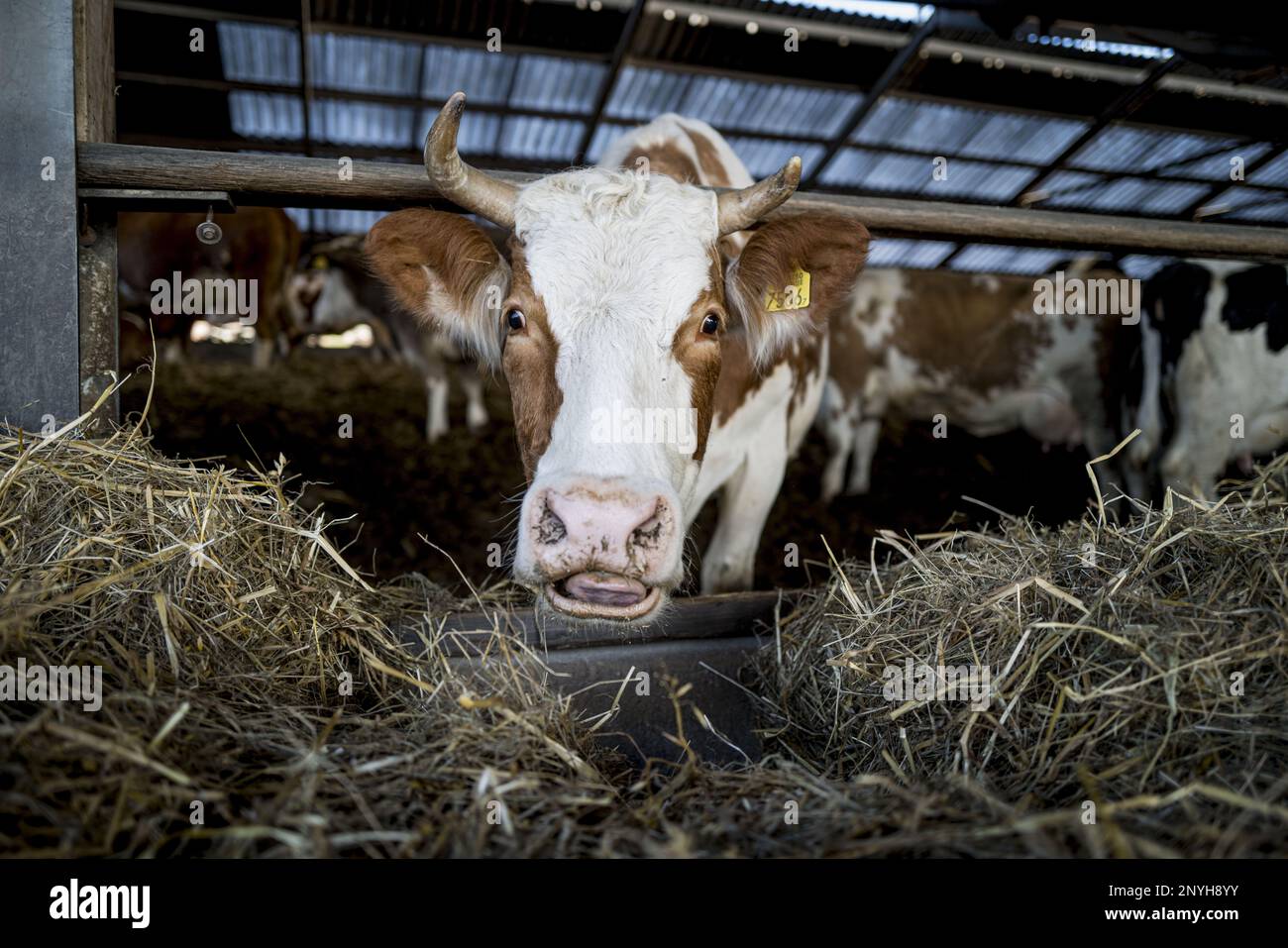 HALLE - Cows are standing with calves in the barn at biodynamic farm ...