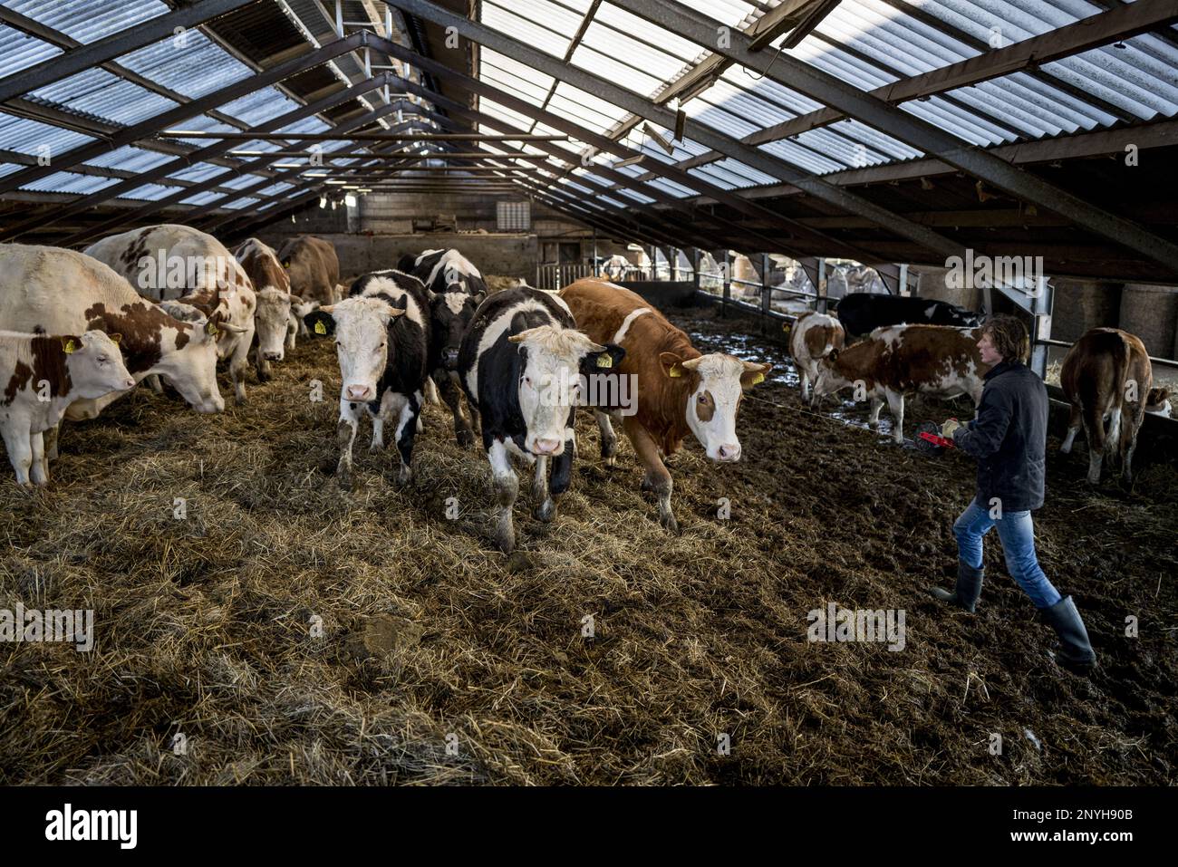 HALLE - Cows are standing with calves in the barn at biodynamic farm ...