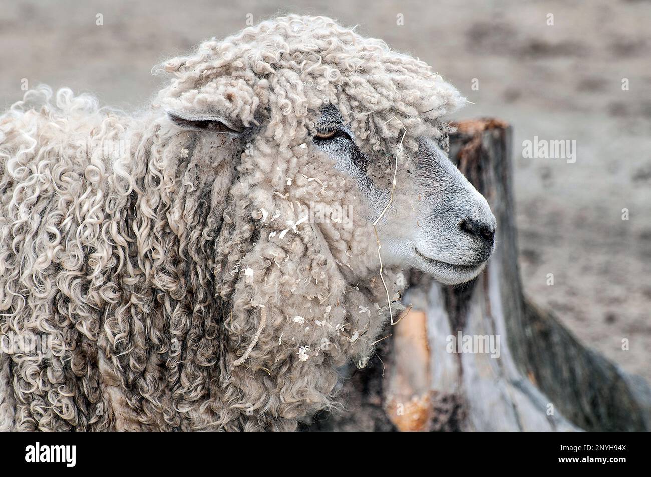Medium sheep hi-res stock photography and images - Alamy