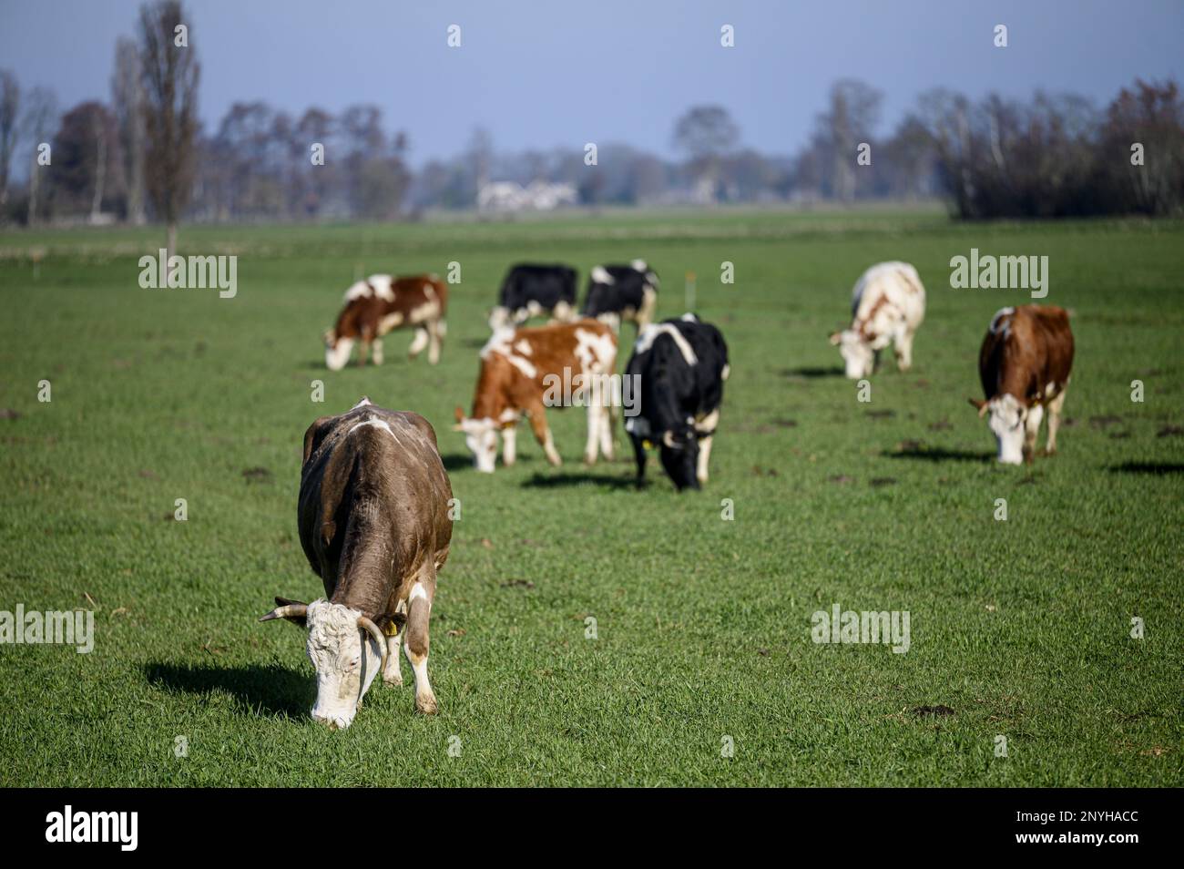 HALLE - Cows are standing with calves in the meadow at biodynamic farm ...