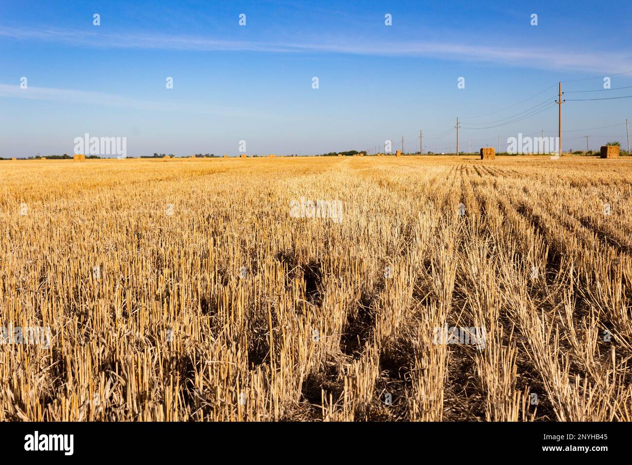 landscape of the argentinian countryside with bales of wheat for fodder ...