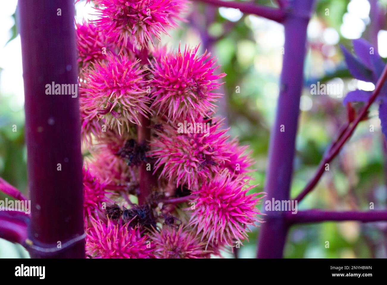 growing red castor bean fruits on the plant in the orchard Stock Photo ...