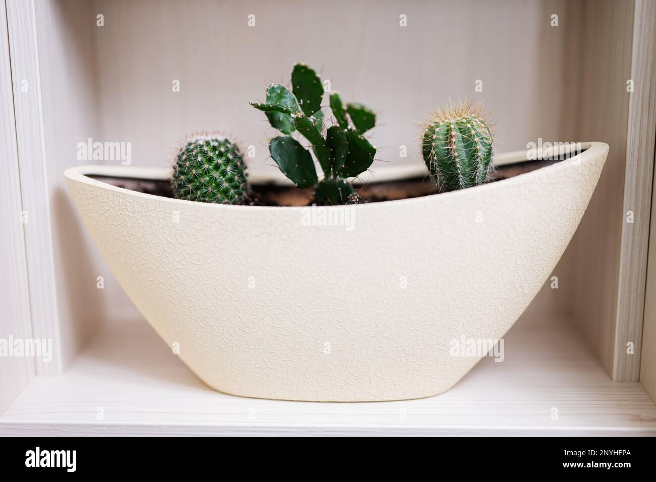 Three cacti in clay pot at room Stock Photo - Alamy
