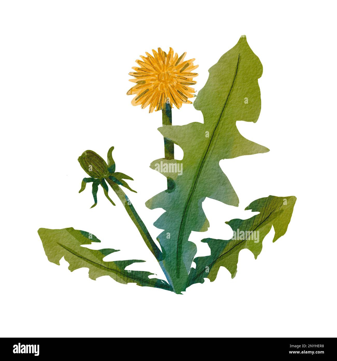 Yellow dandelion on a white background. Watercolor illustration of ...