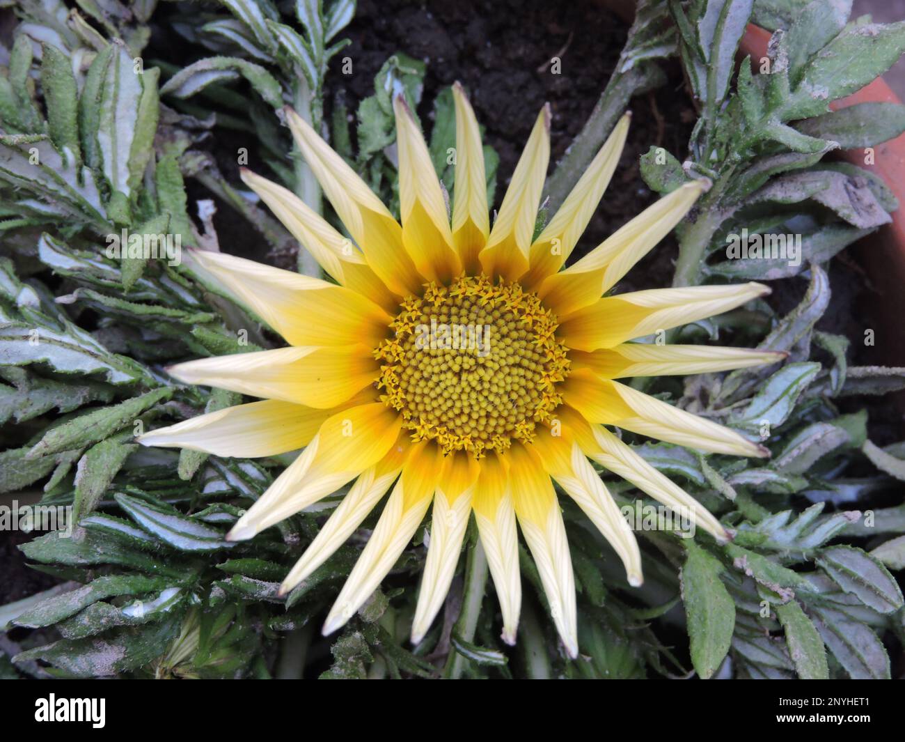 Commonly known as Gazania, Treasure Flower, African Daisy Stock Photo ...