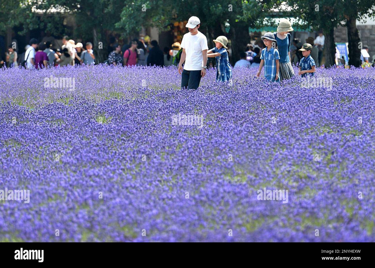 Visitors walk through the lavender field in full bloom at Farm Tomita ...