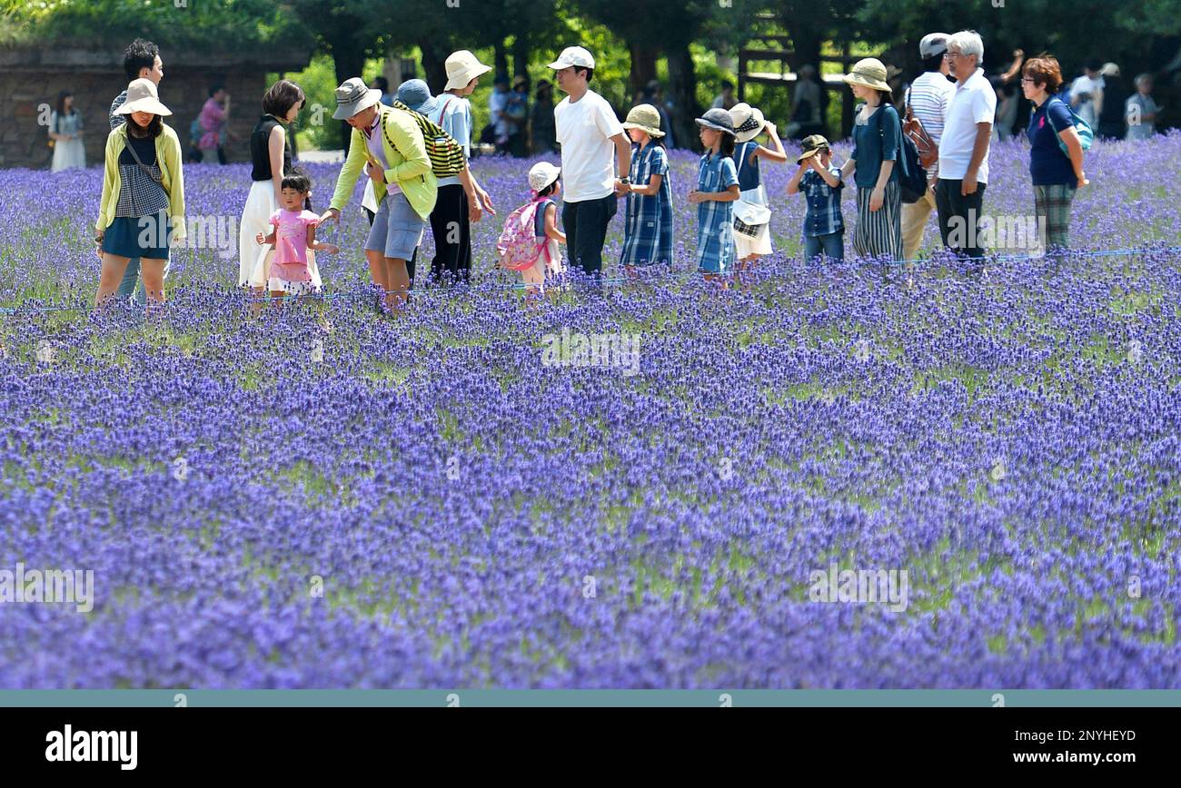 Visitors walk through the lavender field in full bloom at Farm Tomita ...