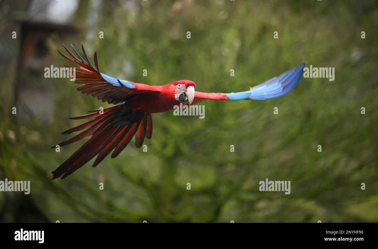 Hamburg, Germany. 02nd Mar, 2023. A green-winged macaw flies through ...