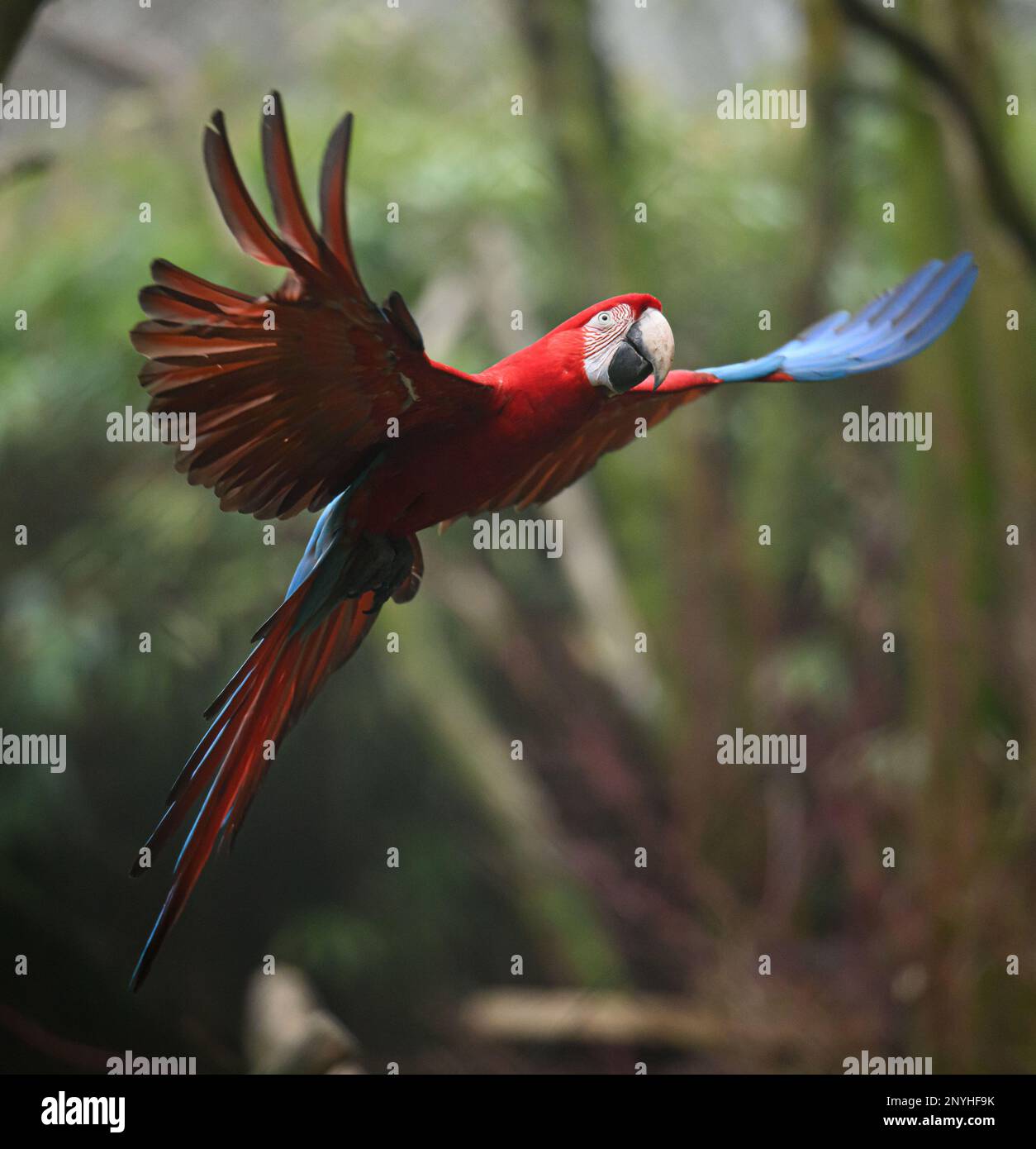Hamburg, Germany. 02nd Mar, 2023. A green-winged macaw flies through ...