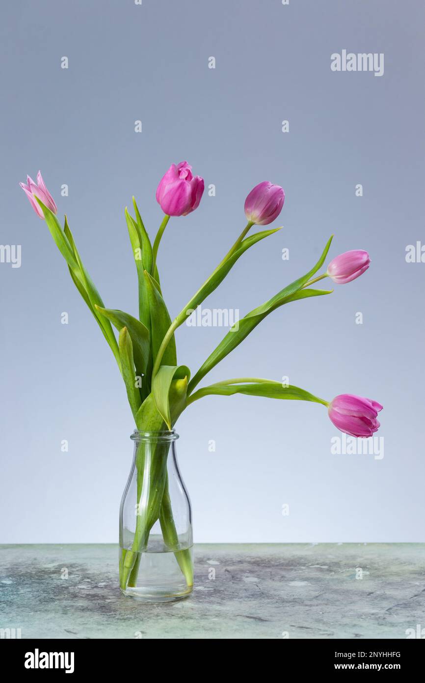 Pink tulip in a bottle hi-res stock photography and images - Alamy