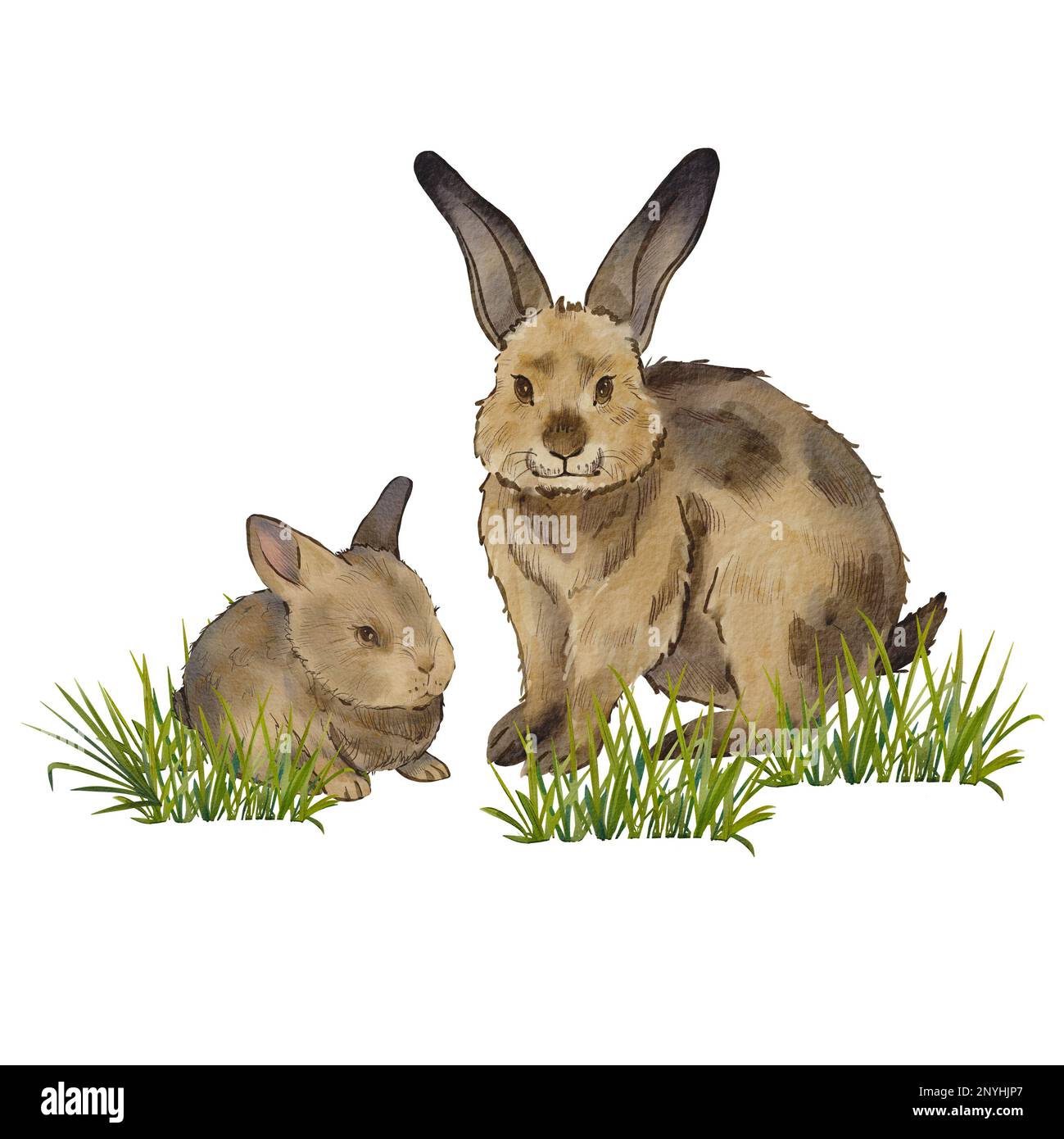 A rabbit with a baby rabbit isolated on a white background. Watercolor ...