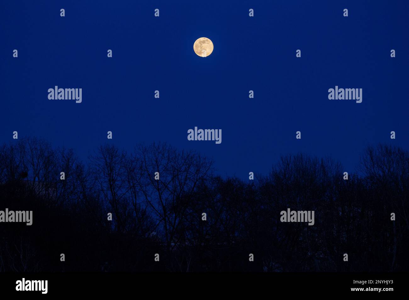 A full moon above trees on the top of a clear night sky Stock Photo - Alamy