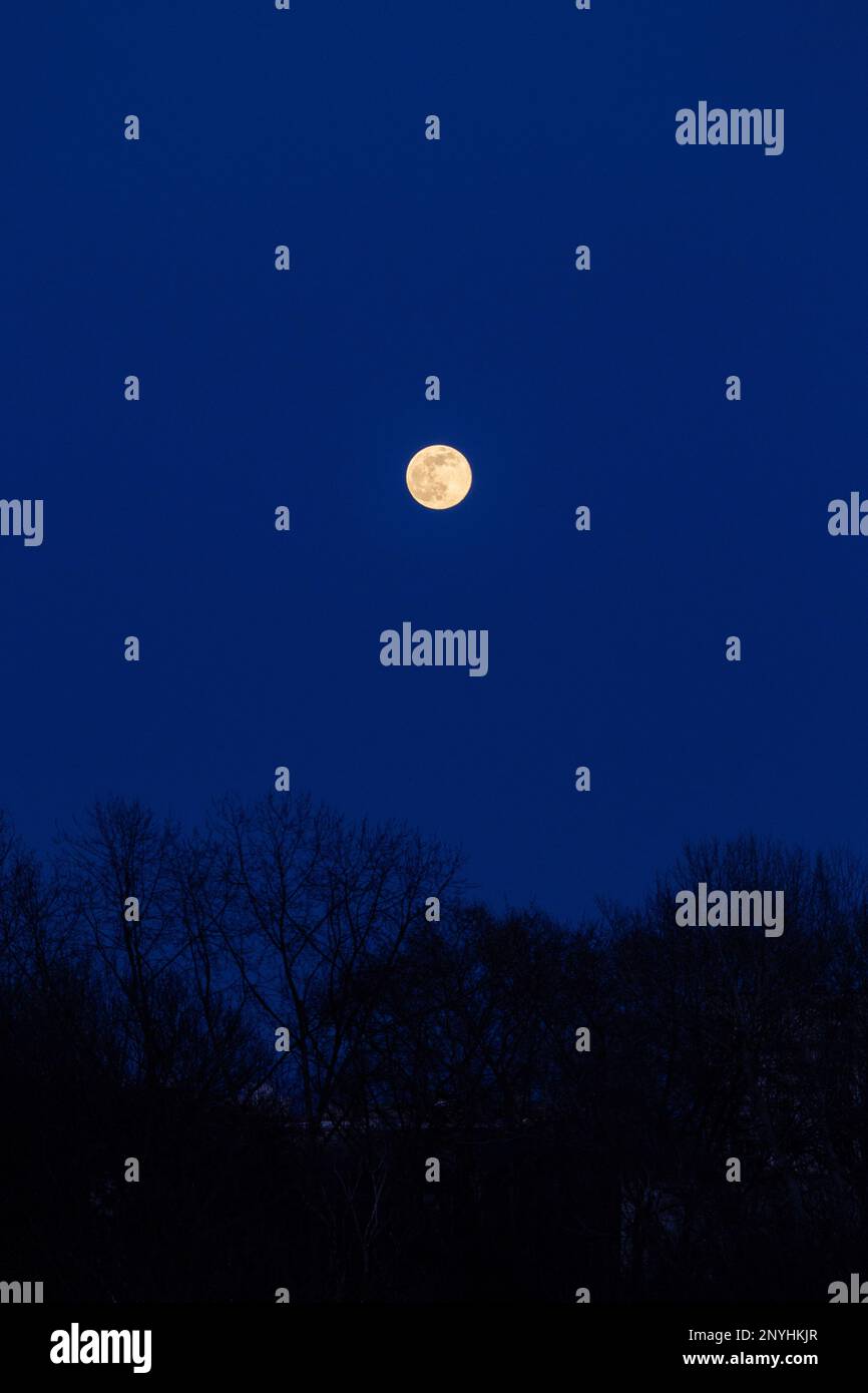 A full moon above trees on the top of a clear night sky Stock Photo - Alamy
