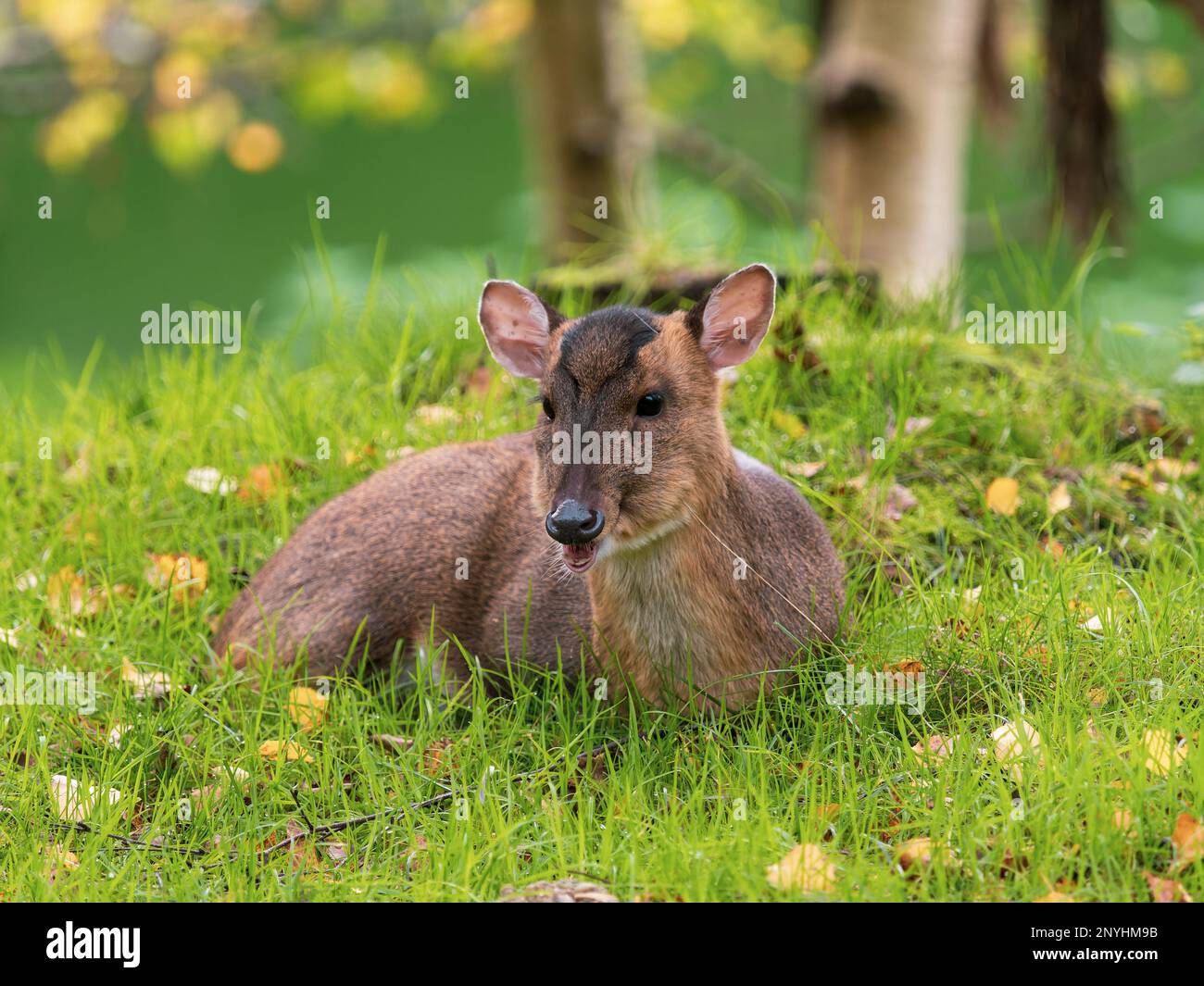 Muntjac Deer Laying Down on Grass Stock Photo - Alamy