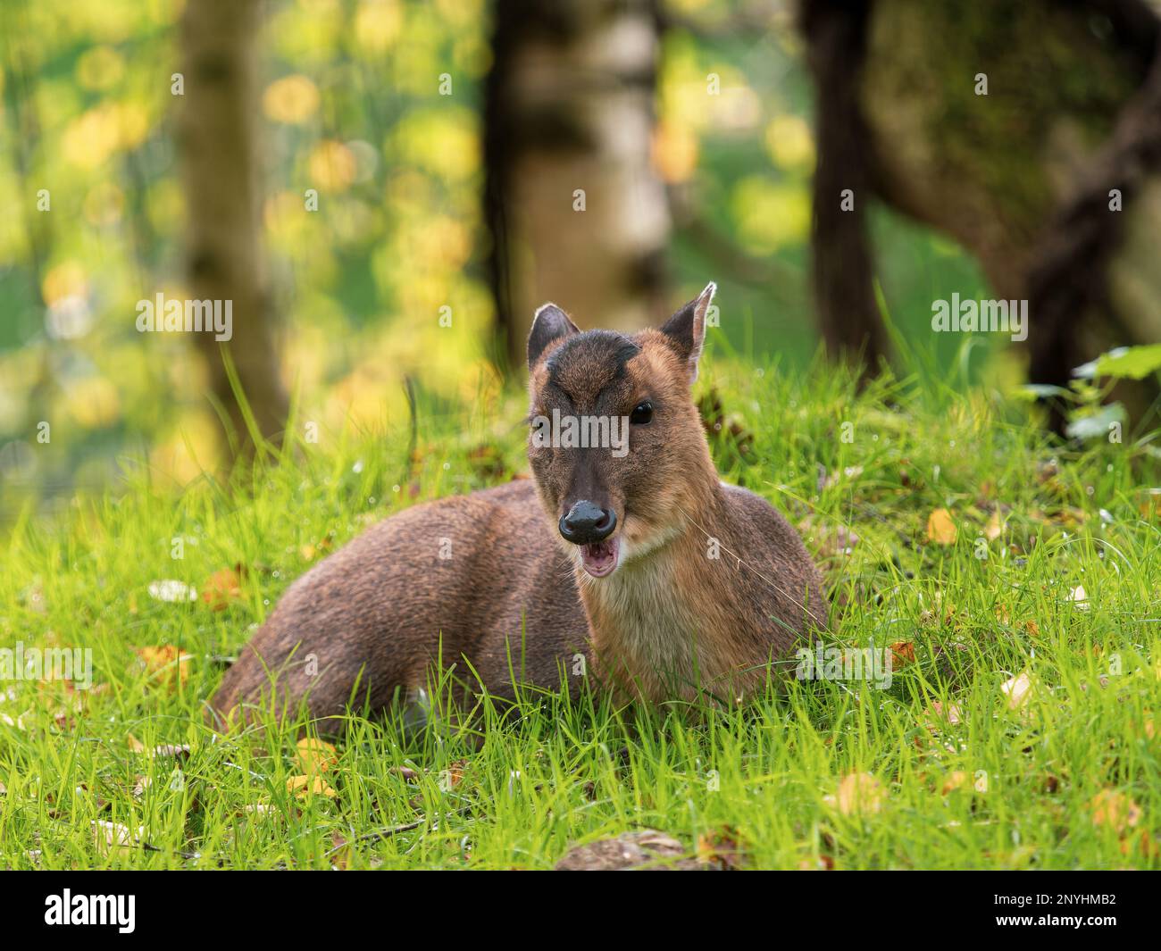 Muntjac Deer Laying Down on Grass Stock Photo - Alamy