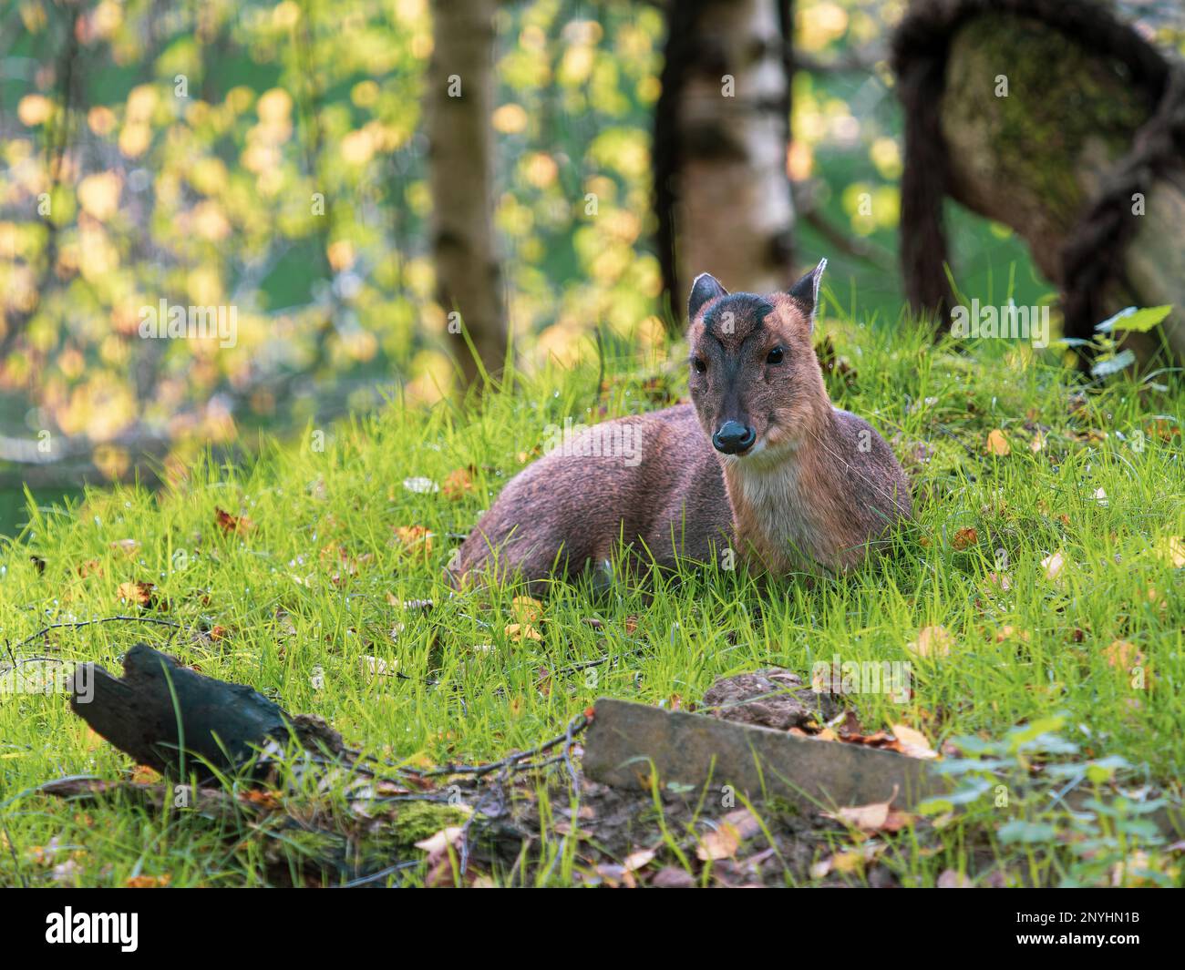 Muntjac Deer Laying Down on Grass Stock Photo - Alamy