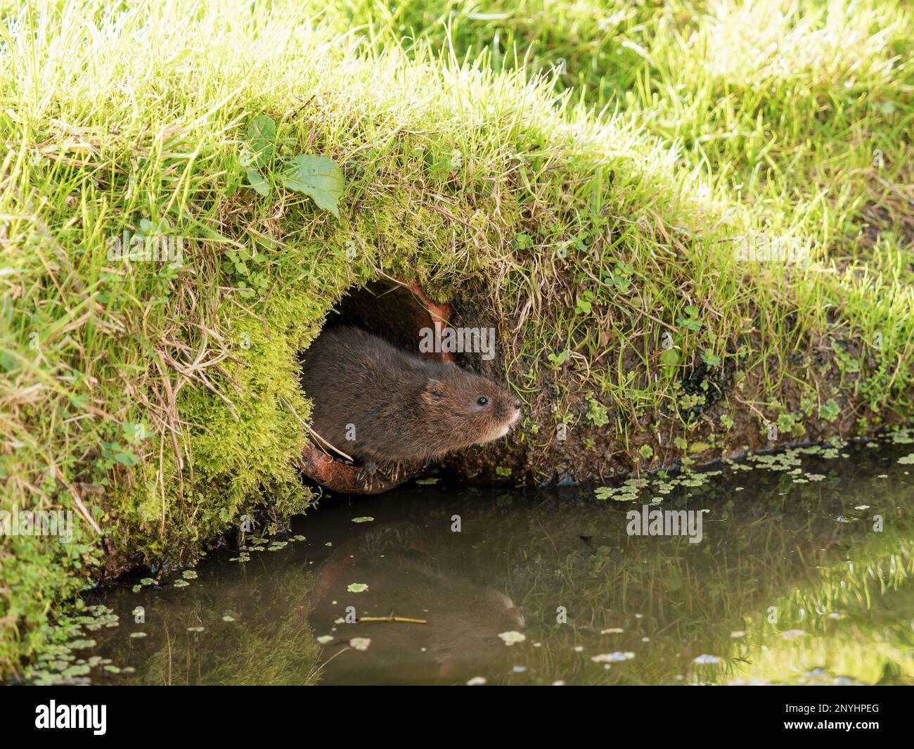 Water Vole Looking out a Hole Stock Photo - Alamy