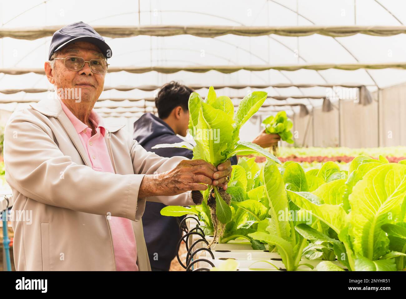 Senior father and son in organic farm in summer Stock Photo - Alamy