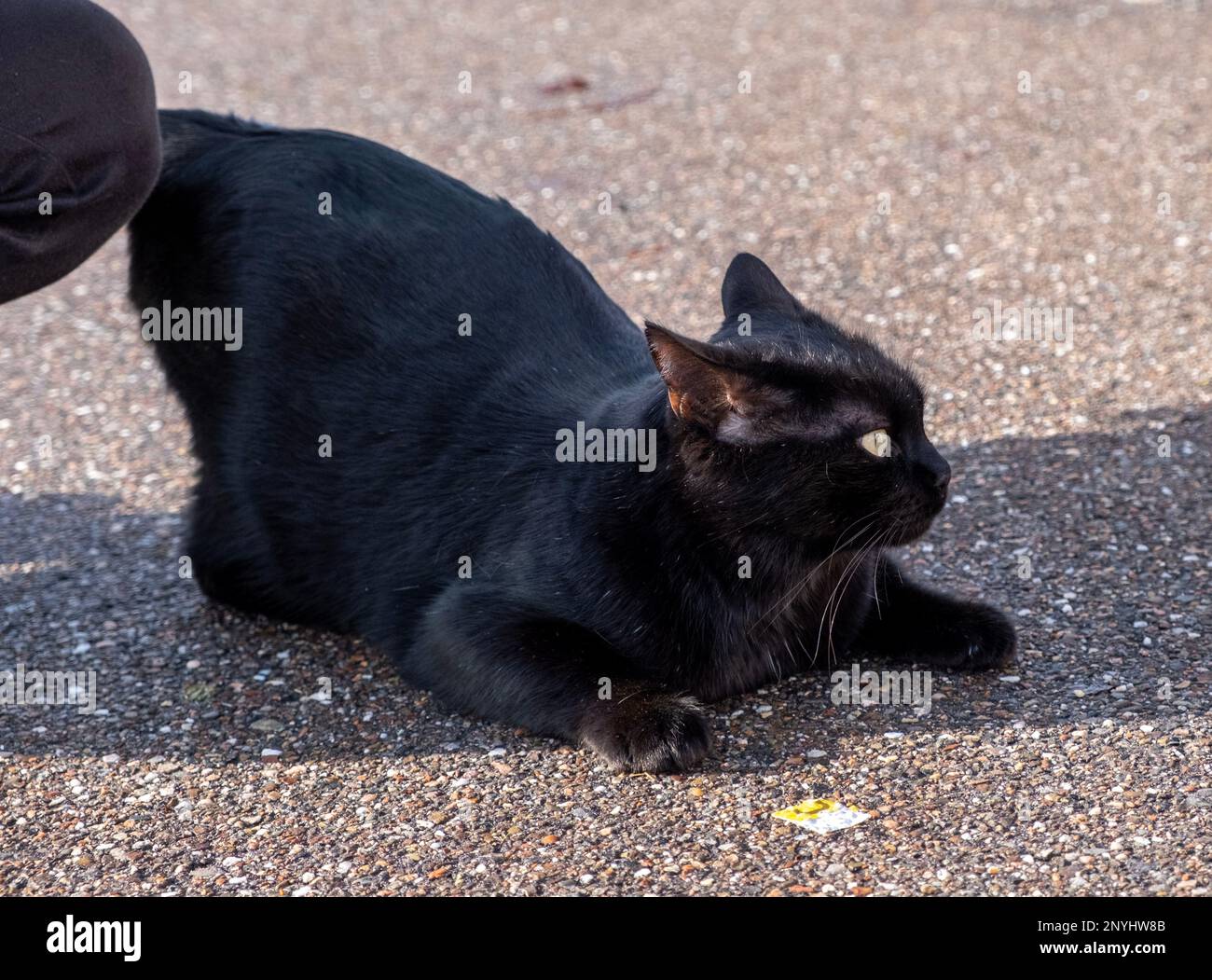 Beautiful Black Cat in the Sunshine, Closeup, Shiny Fur, Yellow Eyes ...