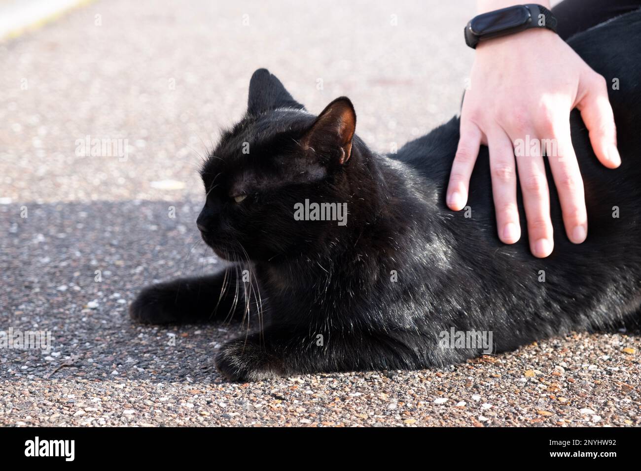 Beautiful Black Cat in the Sunshine, Closeup, Shiny Fur, Yellow Eyes ...