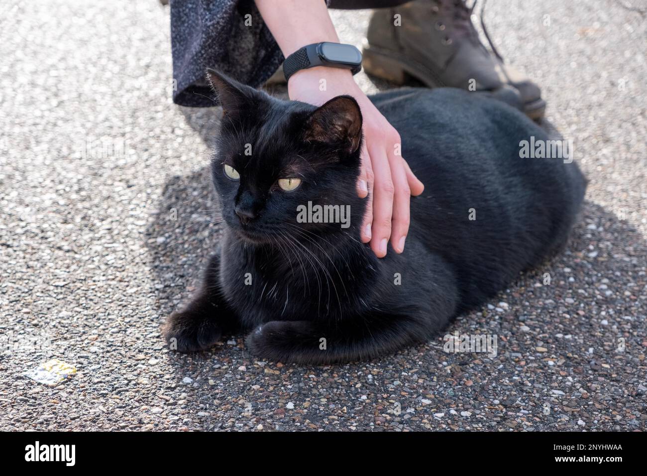 Beautiful Black Cat in the Sunshine, Closeup, Shiny Fur, Yellow Eyes ...