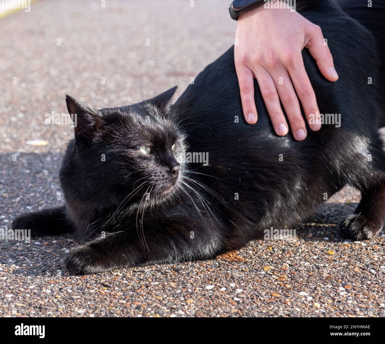Beautiful Black Cat in the Sunshine, Closeup, Shiny Fur, Yellow Eyes ...