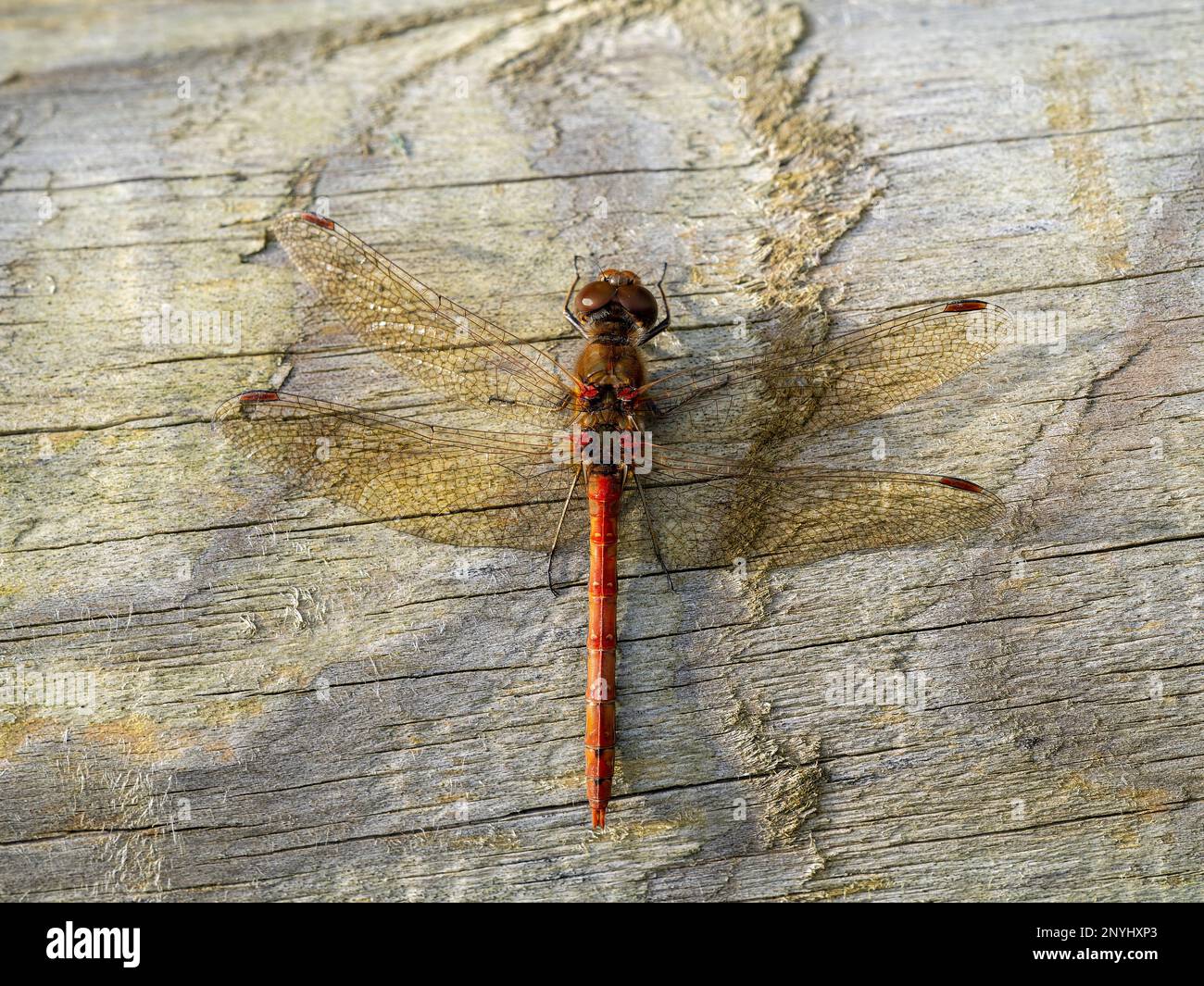 Common darter resting hi-res stock photography and images - Alamy